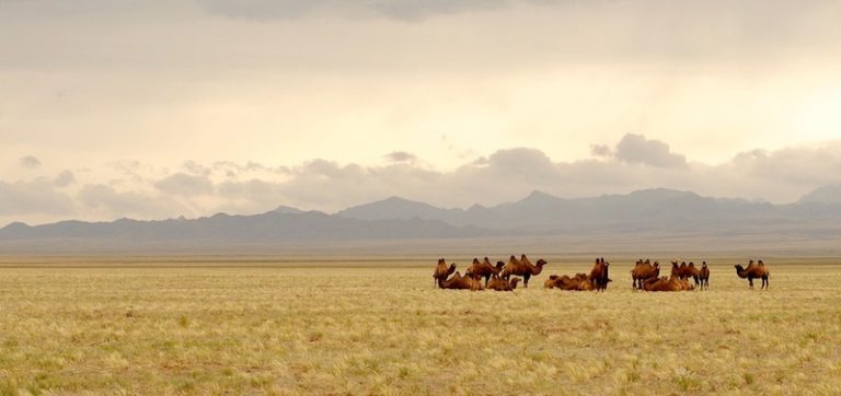 Gold Mining and Prospecting in Mongolia - RareGoldNuggets.com