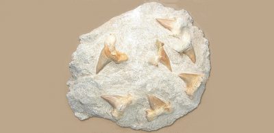 4 of the Best Places in Find Fossils in Florida - RareGoldNuggets.com